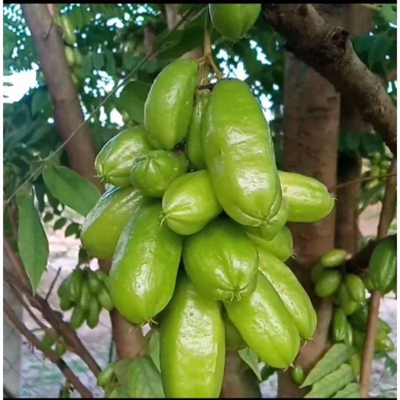 DAUN belimbing buluh | buah belimbing tiada stock | Shopee Malaysia
