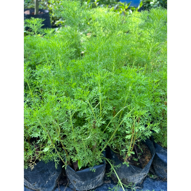 Dill Pokok Herba : Pokok Lumut : Daun Masakkan Western | Shopee Malaysia