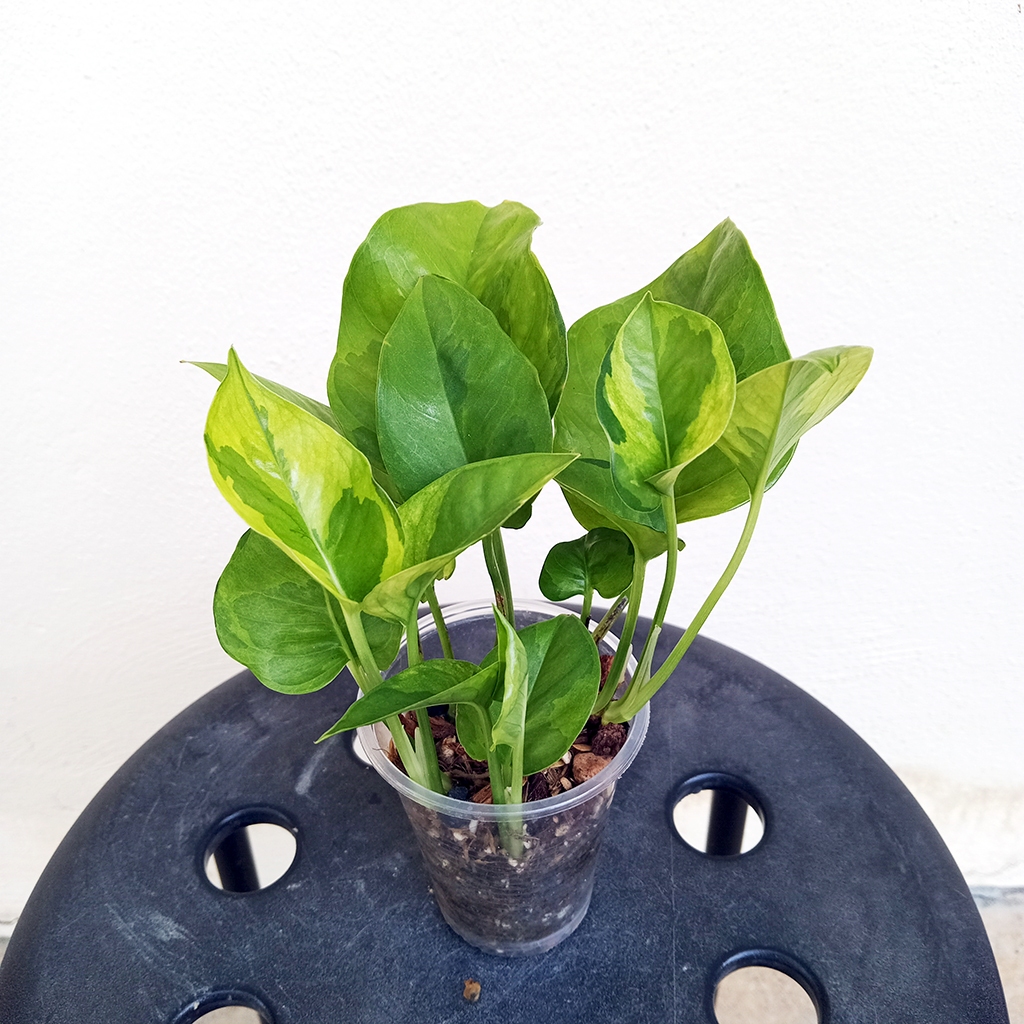 Emerald Pothos / Epipremnum Aureum / Devil's Ivy | Shopee Malaysia