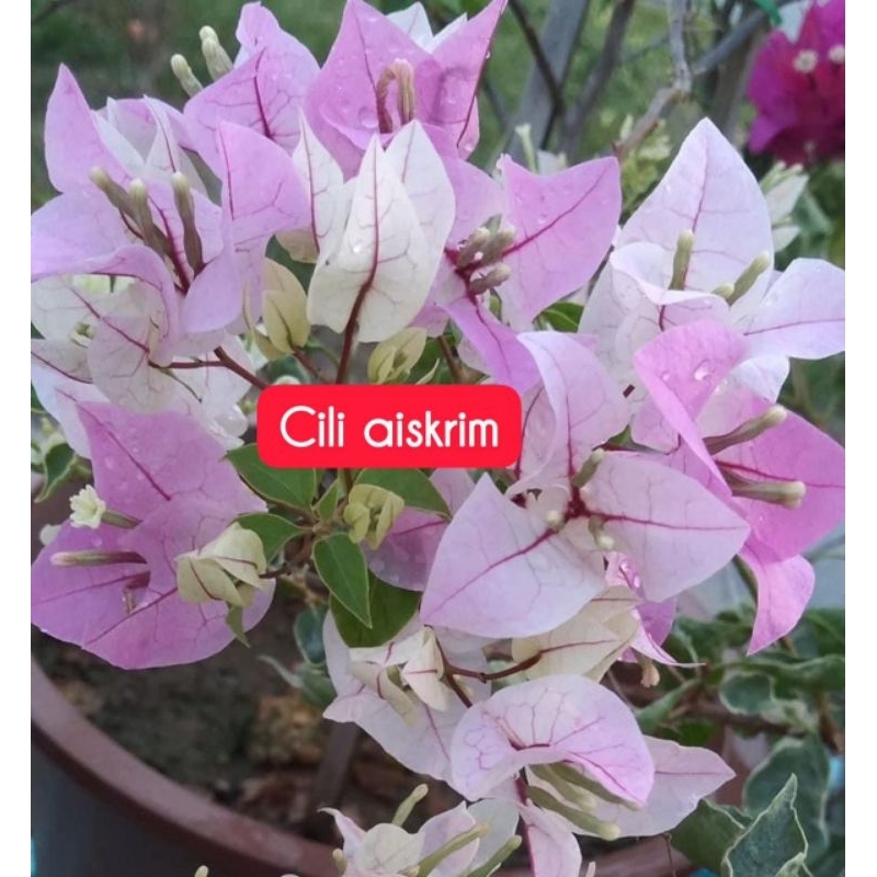 Bunga Kertas Cili Bougainvilliea - Variety Id Chili #bougainvilliea # ...