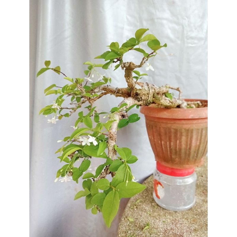 🔥🔥🔥Bonsai Jeliti/ Shui mei/ wrigtria/ water jasmine/ 水梅 | Shopee Malaysia