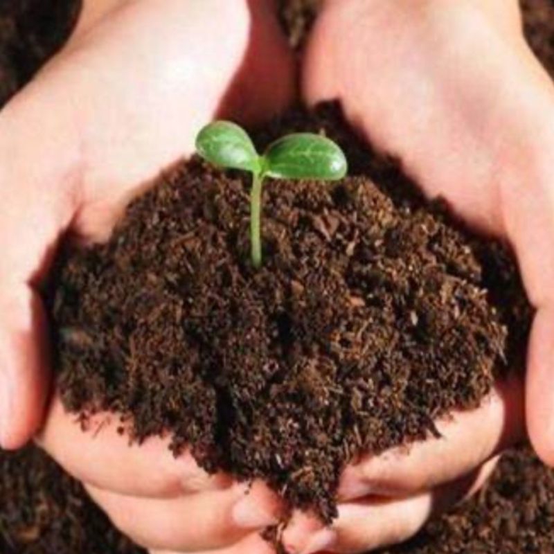 Peat Moss Holland 1KG (Repack) / Succulent Potting Soil / Tanah Semaian ...