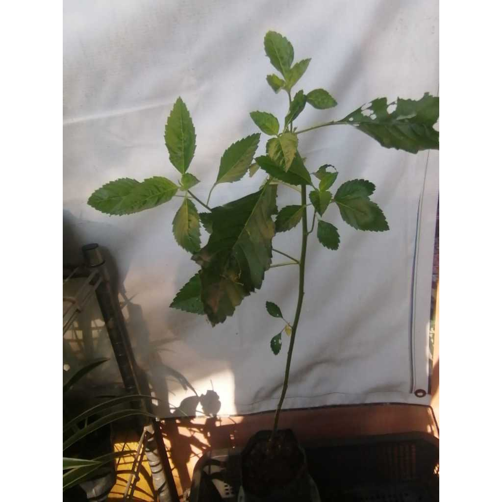 pokok bunga tunera kuning, dlm polybag, pokok stabil mengawal serangga ...
