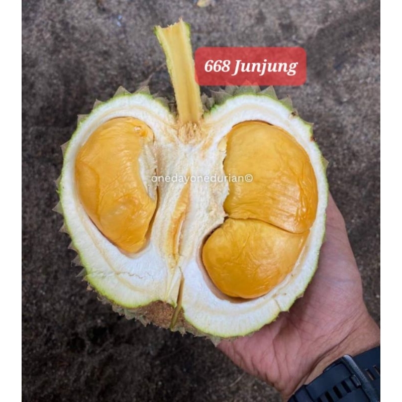 Pelbagai Jenis Pokok Durian Rare Dan Viral Terbaru💥💥💥 | Shopee Malaysia