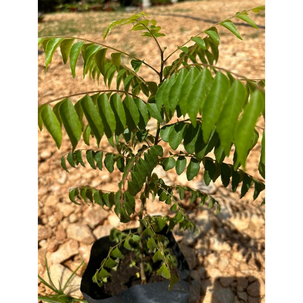 Curry Leaf. Daun Kari. 咖喱叶. | Shopee Malaysia