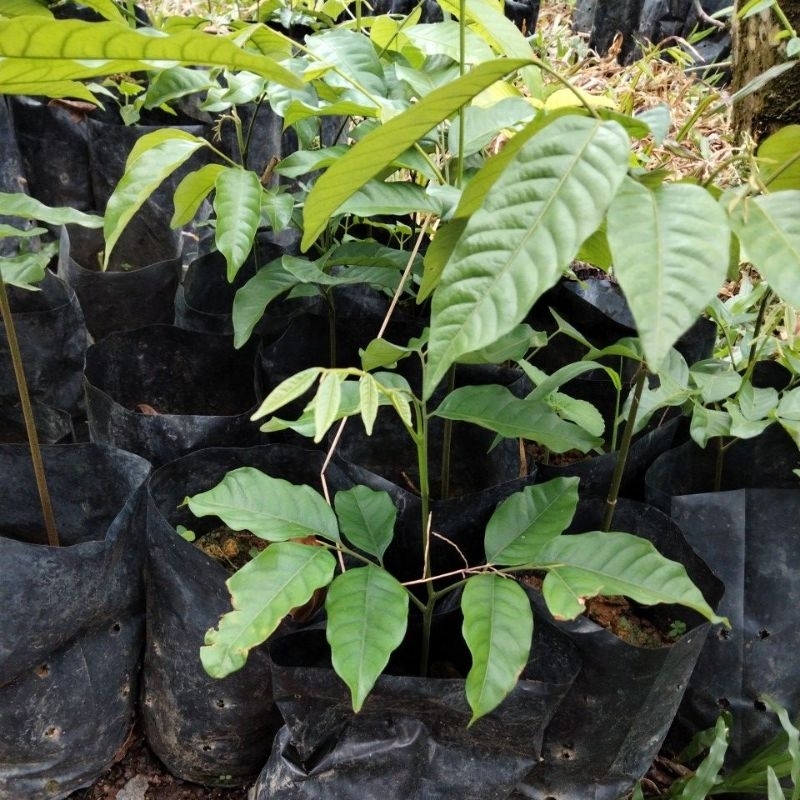Anak pokok pulasan hasil semai biji tinggi lebih kurang 1 kaki | Shopee ...