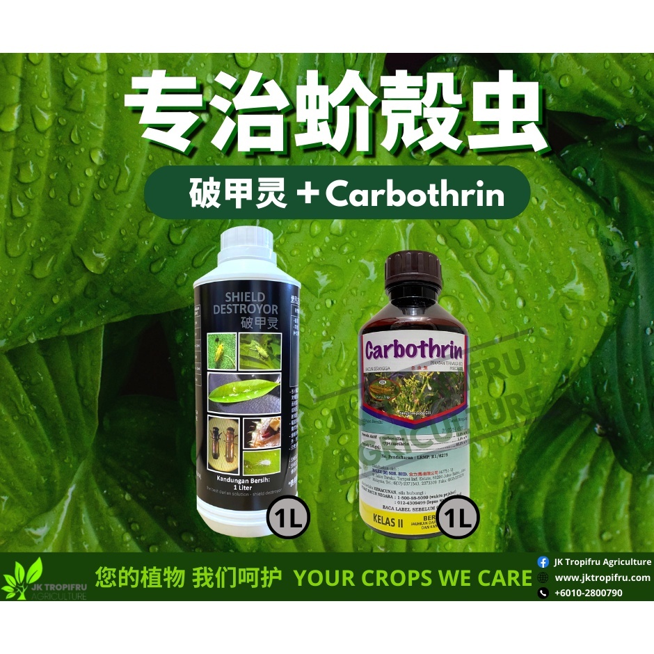 【Racun Lalat Putih/Serangga Skala/Bena Putih】PACKAGE- 破甲灵 Shield ...