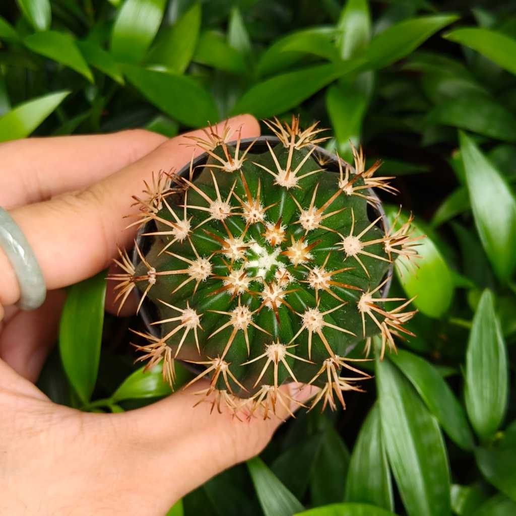 GPS Green Plant Society Live Cactus Type 49 Melocactus Macrodiscus 金彩云 ...