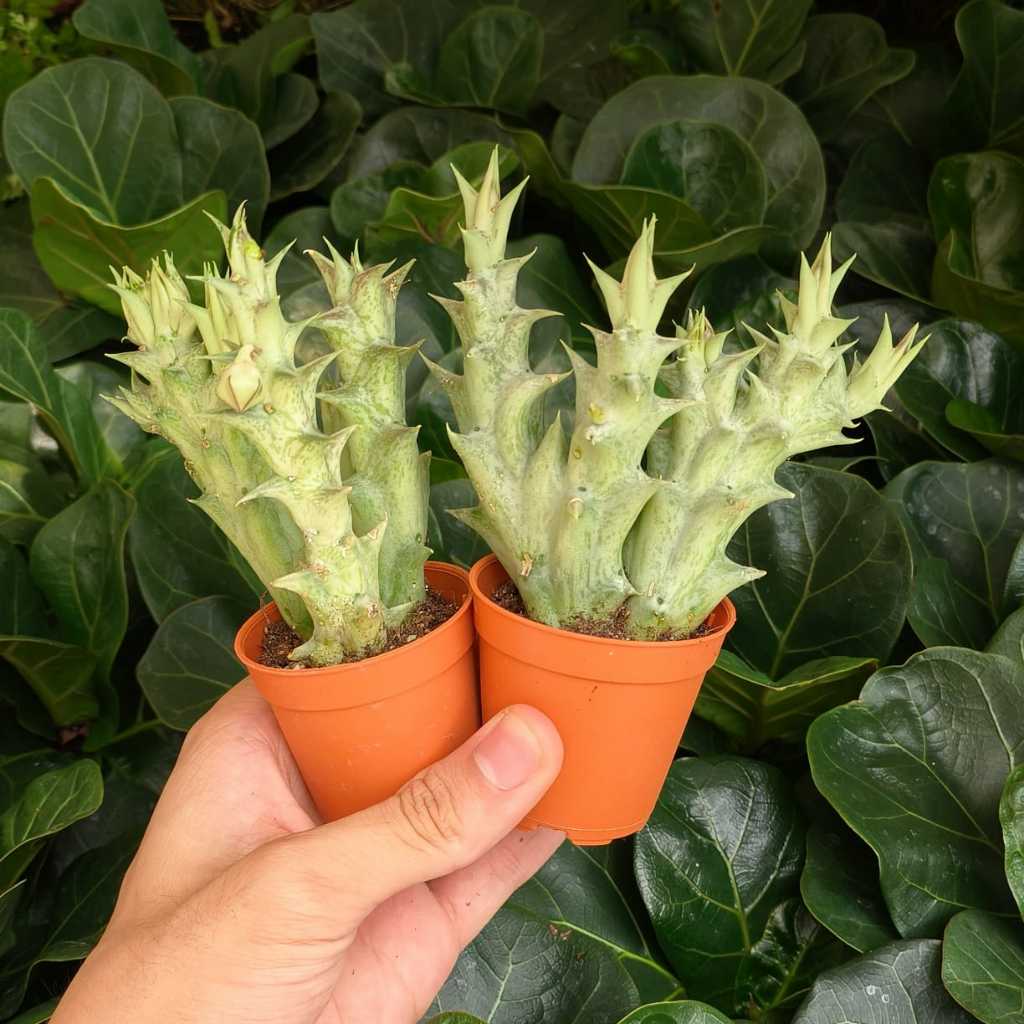 GPS Green Plant Society Live Cactus Type 50 Orbea Variegata Semota ...