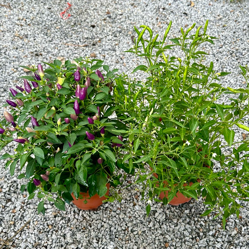 🔥HYBRID🔥 POKOK CILI PADI / Purple / White / Ghost Pepper Chili ...