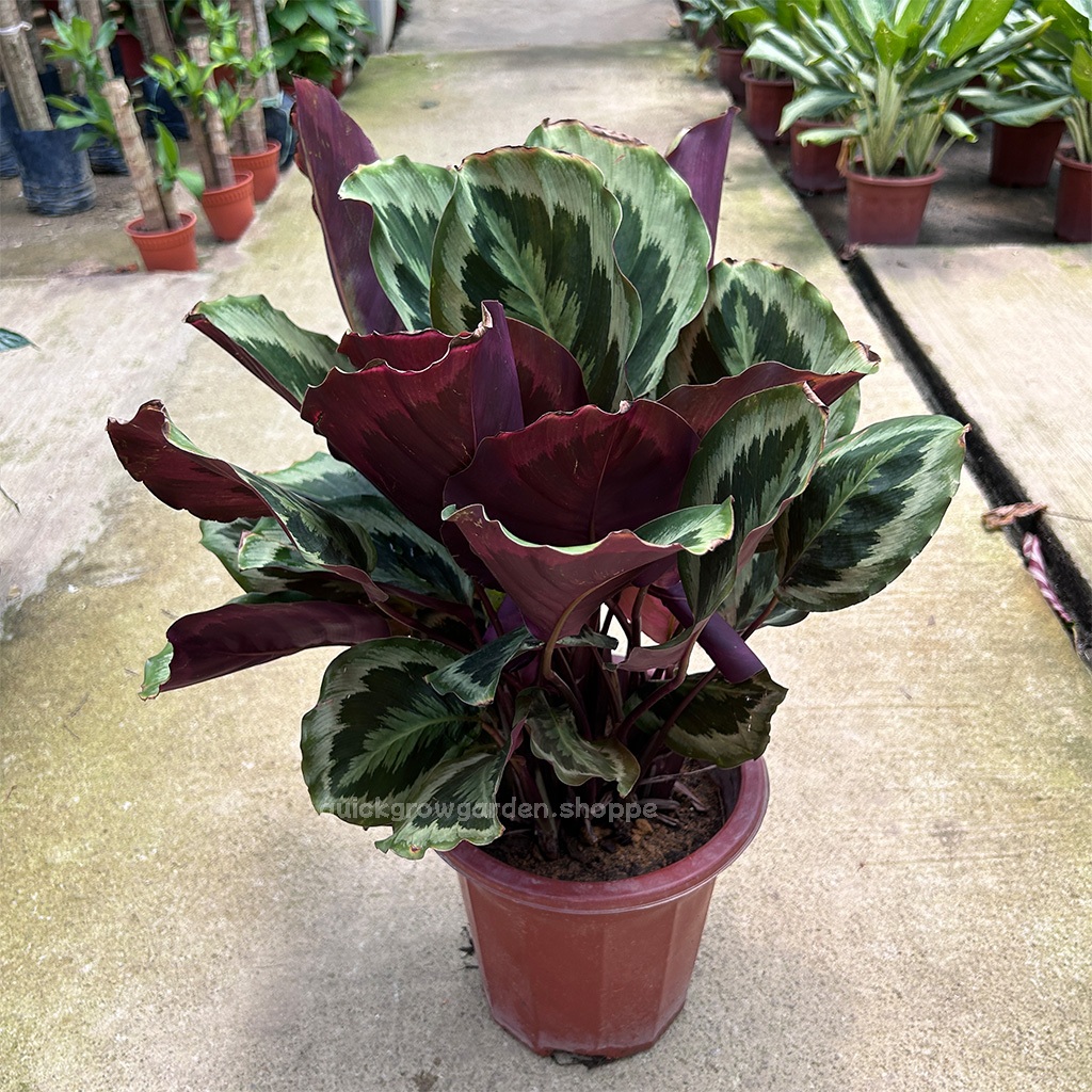 Calathea Roseopicta Marion 竹芋 l indoor plant l purify plant | Shopee ...