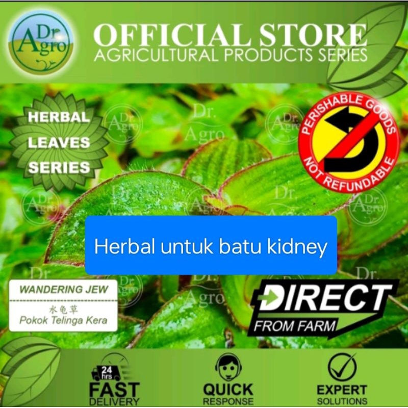 Dr. Agro || Herb || pokok daun telinga kera | Shopee Malaysia