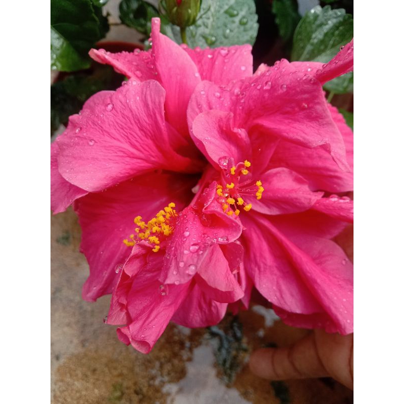 🔥🔥Bunga Raya Hybrid No.26🔥🔥 | Shopee Malaysia