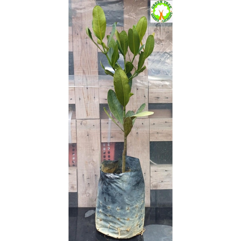 Bonsai - Garcinia Subelliptica Happiness Tree 福木幸福树 For HOME/OFFICE ...