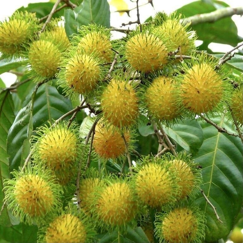 【Ready Stock】2 biji benih rambutan Gading rambutan berwarna kuning bila ...