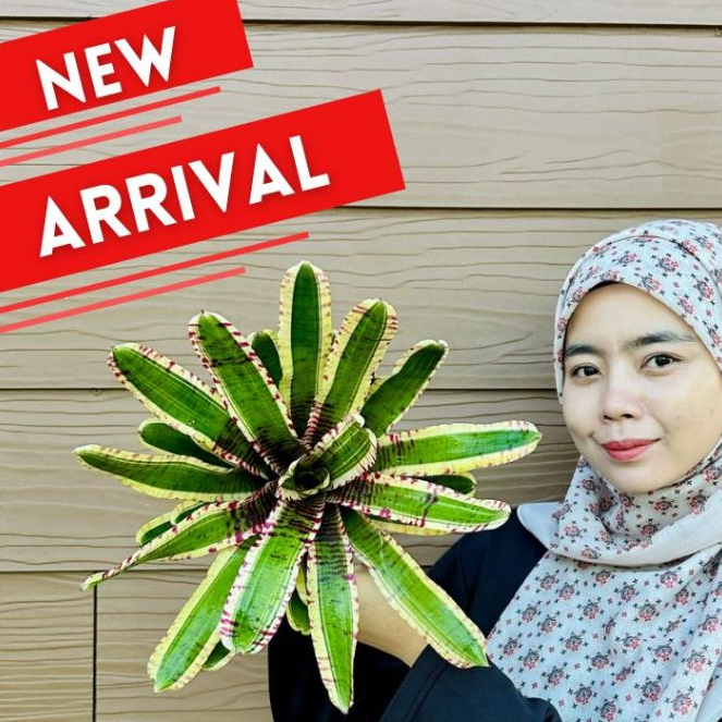 BROMELIAD WILD RABBIT [SILA BACA TERMA DAN SYARAT SEBELUM MEMBUAT ...