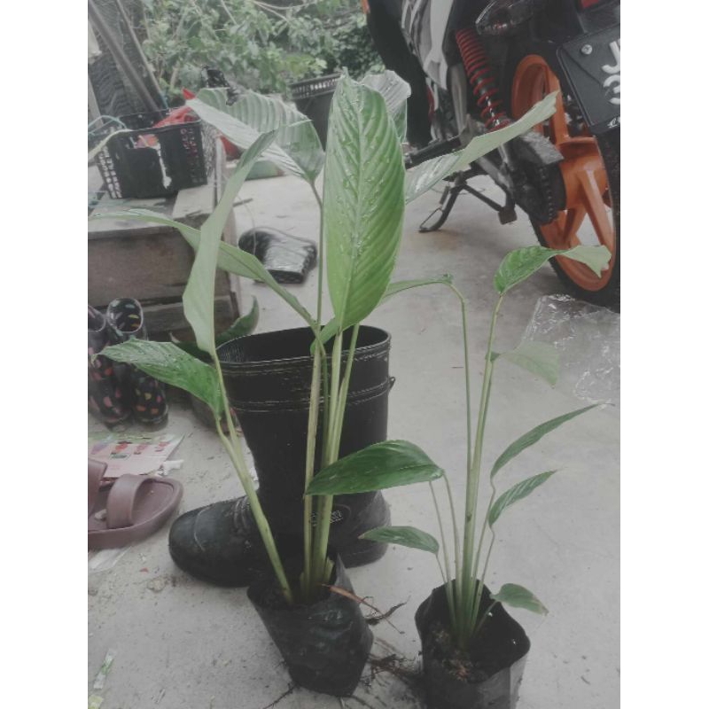 0FFER☑️Anak pokok lerek/lirik/ngirik daun bungkus lemang,kelupis ...