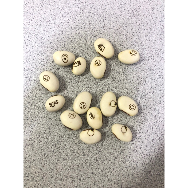 magic bean message bean seed 种植刻字魔豆 创意祝福 | Shopee Malaysia