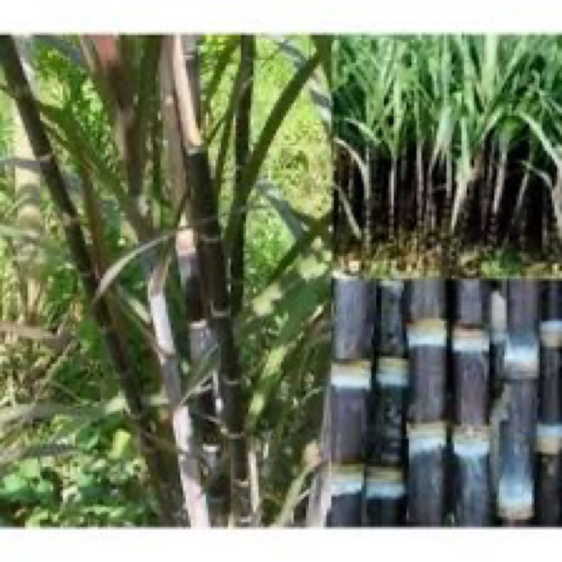 anak pokok TEBU HITAM tebu wulung Tebus ireng tinggi khasiat | Shopee ...