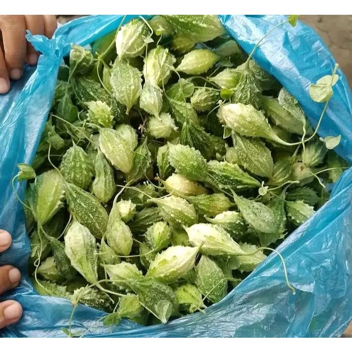 10 Biji Benih Peria Katak Liar Peria Hutan Peria Mini | Shopee Malaysia