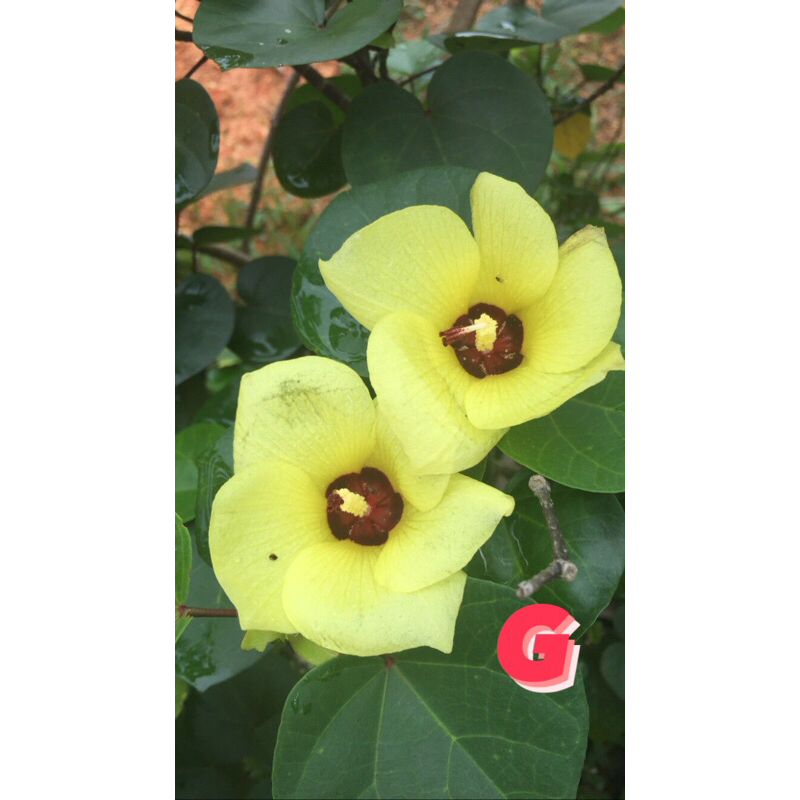 Keratan Pokok Bunga Raya / Cuttings | Shopee Malaysia