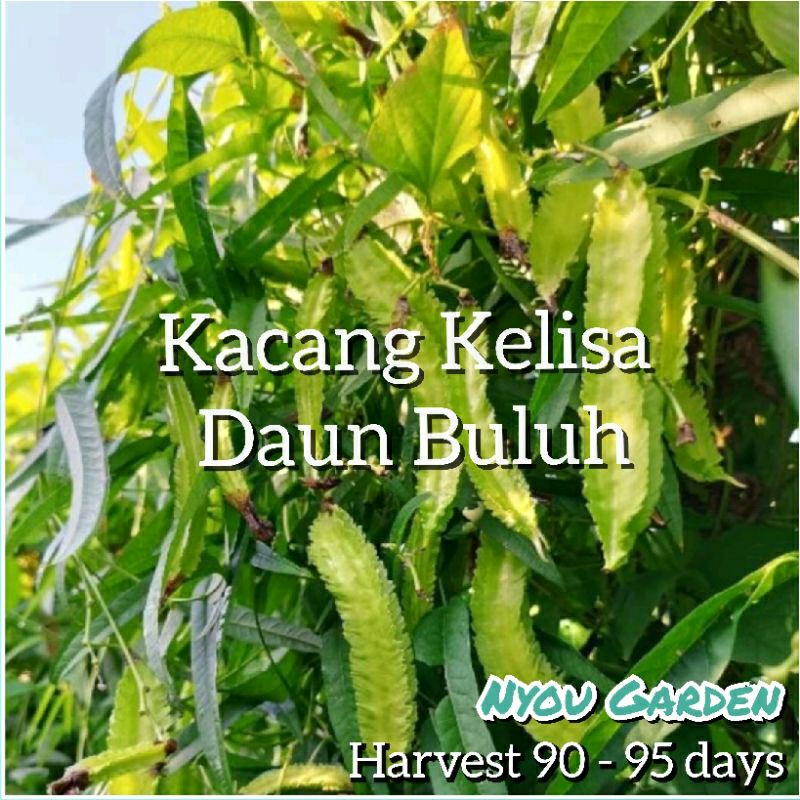 Biji benih Kacang Kelisa Daun Buluh 5 biji | Shopee Malaysia