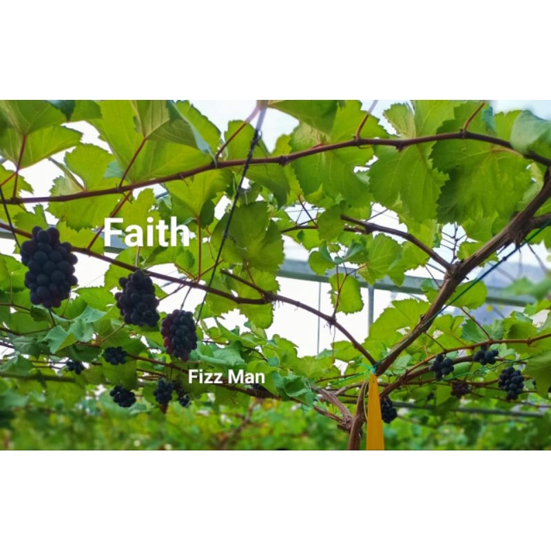 Anak Pokok Anggur ( Faith Seedless) | Shopee Malaysia
