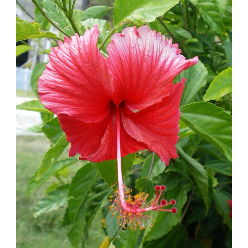 DAUN BUNGA RAYA HIBISCUS LEAVES | Shopee Malaysia