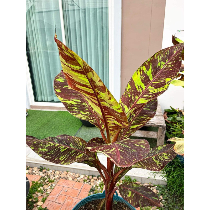 Musa Tiger | Leopard | Pisang Harimau | Variegated Banana | Shopee Malaysia