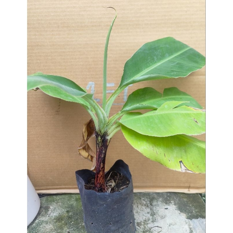 POKOK PISANG CAVENDISH RENDAH ANAK POKOK TINGGI 2KAKI | Shopee Malaysia