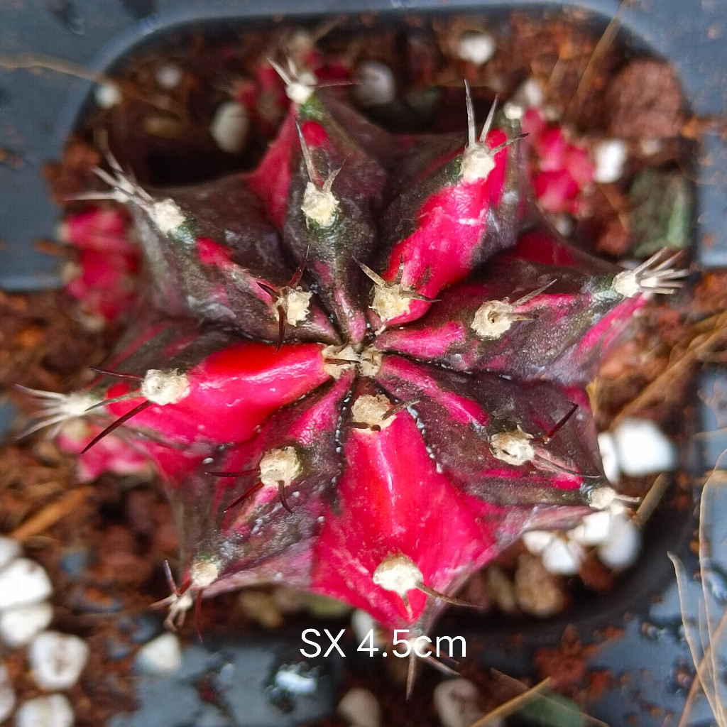 Gymnocalycium Id Sexy Girl Cactus Offsets With Short Roots Shopee