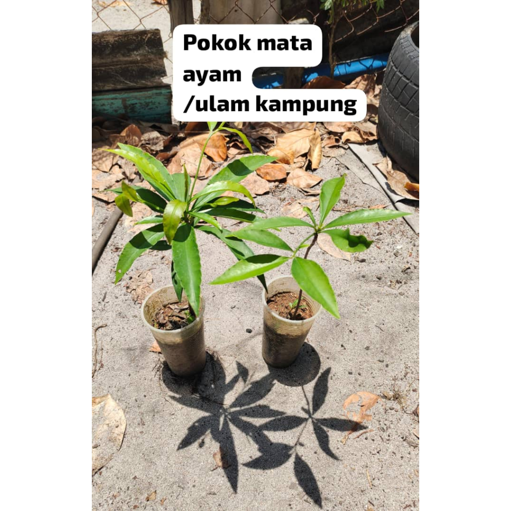 Pokok Mata Ayam Ulam Kampung | Shopee Malaysia