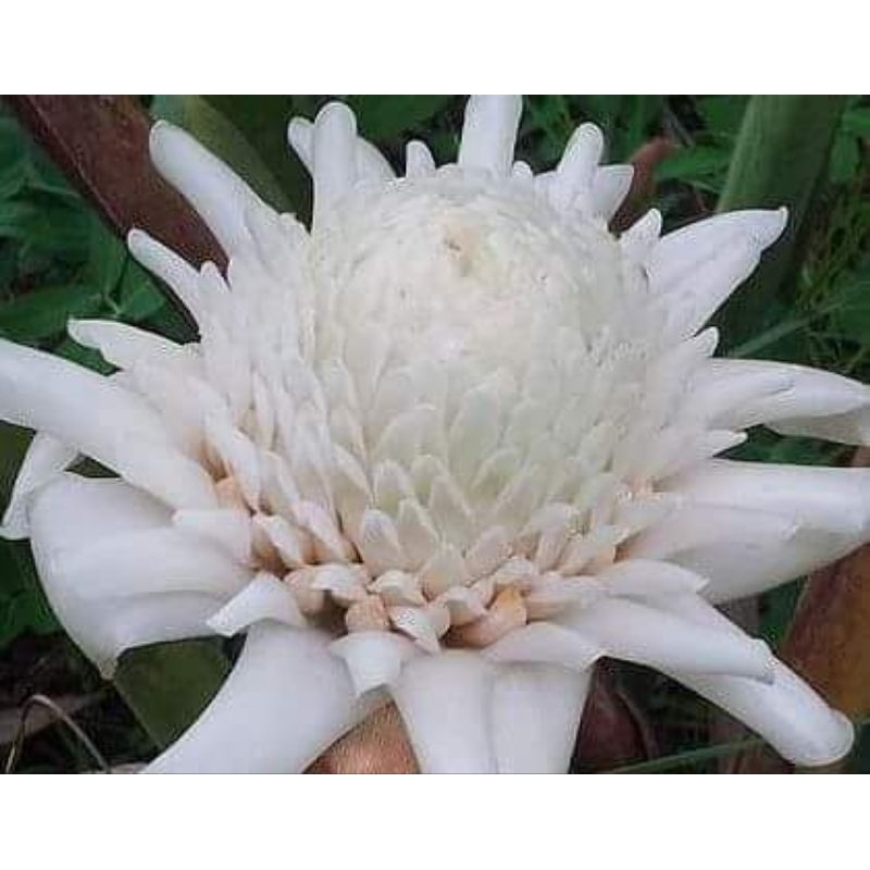 pokok kantan putih murah | Shopee Malaysia