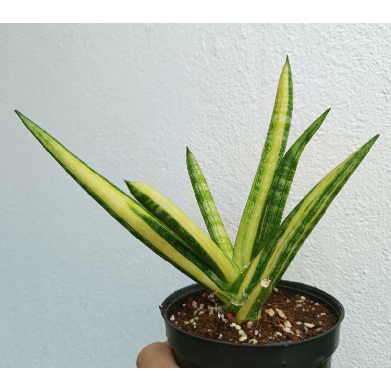 Sansevieria Boncel variegated (pic 020524) | Shopee Malaysia
