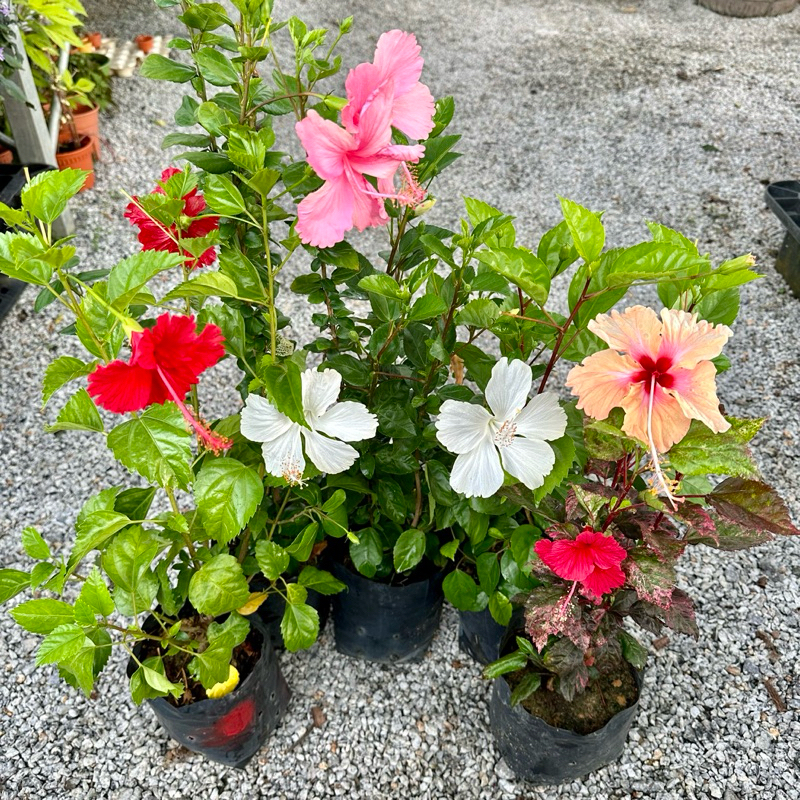 🔥OUTDOOR🔥 BUNGA RAYA HYBRID / Hybrid Hibiscus Plant / Thai Hibiscus ...