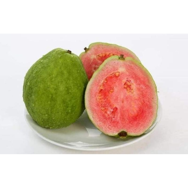 Anak Pokok Jambu Batu Merah Jenis Buah Besar 红芯番石榴果苗 | Shopee Malaysia