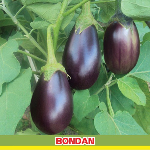 50 - 100 Biji BENIH TERUNG EGGPLANT BRINJAL PELBAGAI VARIASI YUMI ...