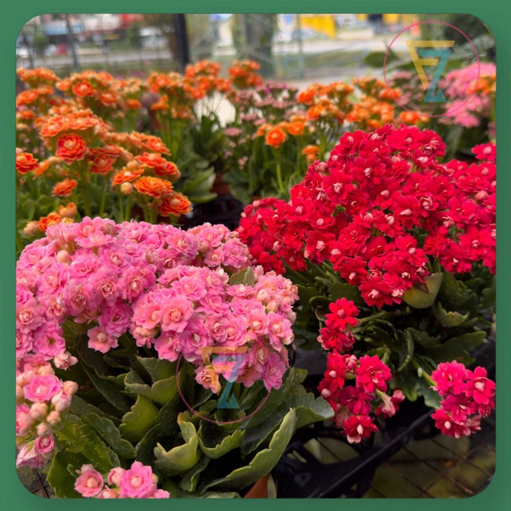 [READY STOCK] Kalancheo / Setawar | Shopee Malaysia