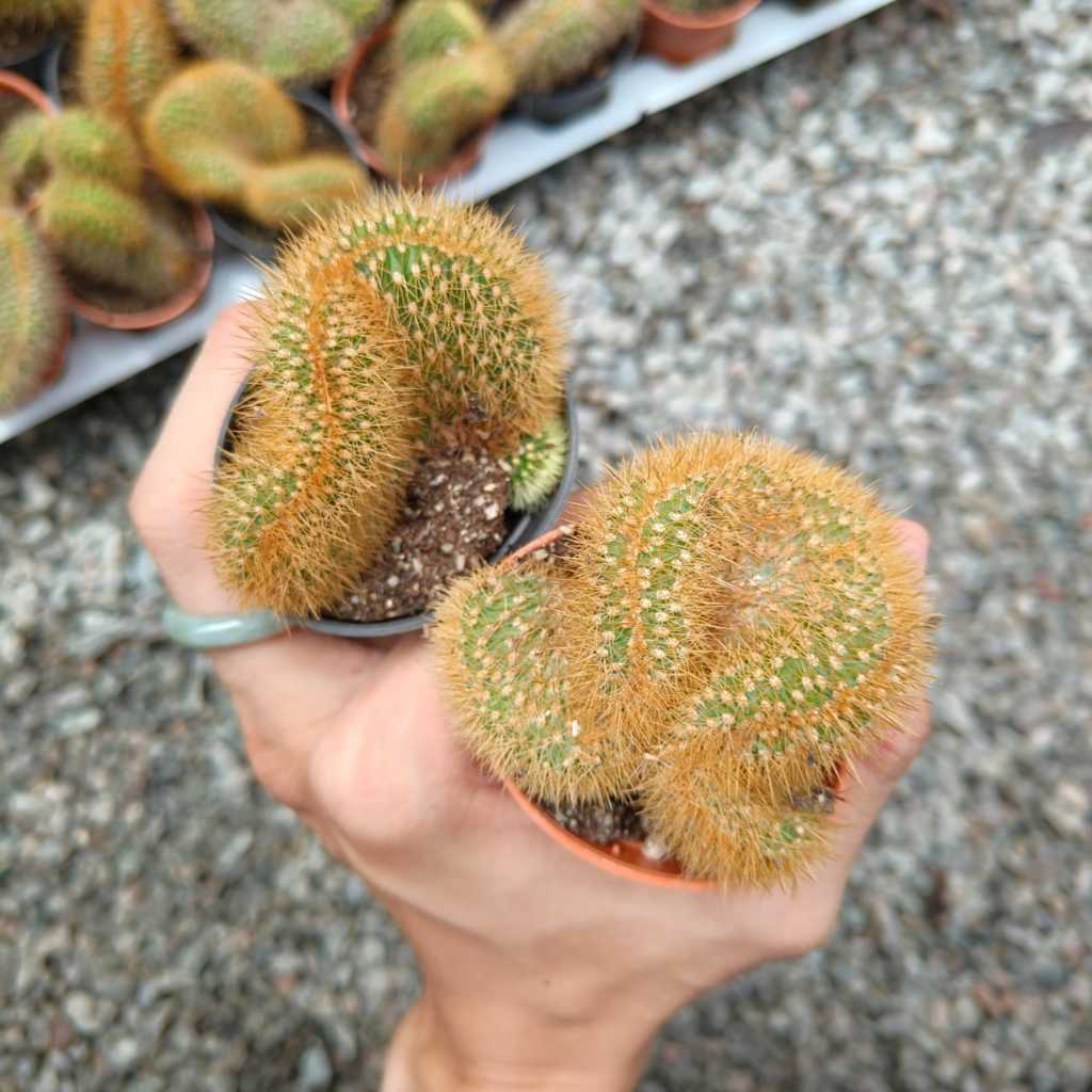 GPS Green Plant Society live cactus Yellow Brain 黄脑 仙人掌 | Shopee Malaysia