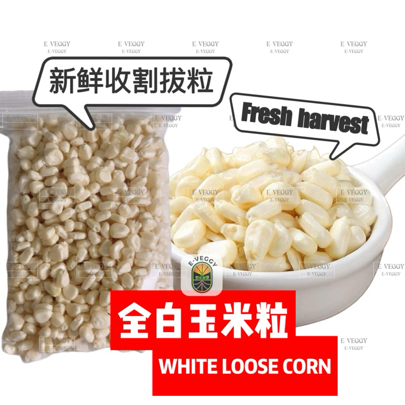 500grams | 1.5 KG | cameron highlands white loose corn | jagung susu ...