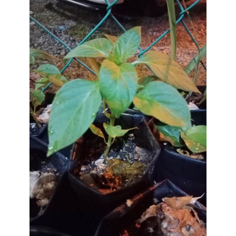 Anak pokok cili benggala @ capsicum | Shopee Malaysia