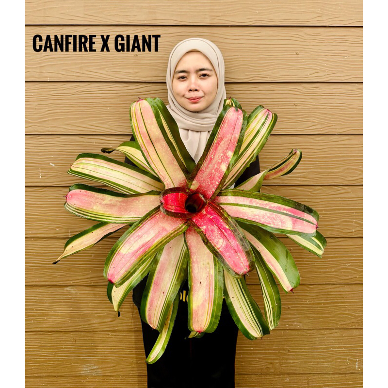 Bunga Bromeliad Canfire X Giant | Shopee Malaysia
