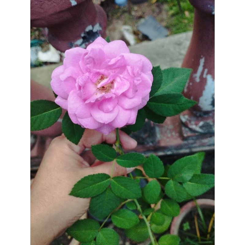 Anak pokok pink ros. | Shopee Malaysia