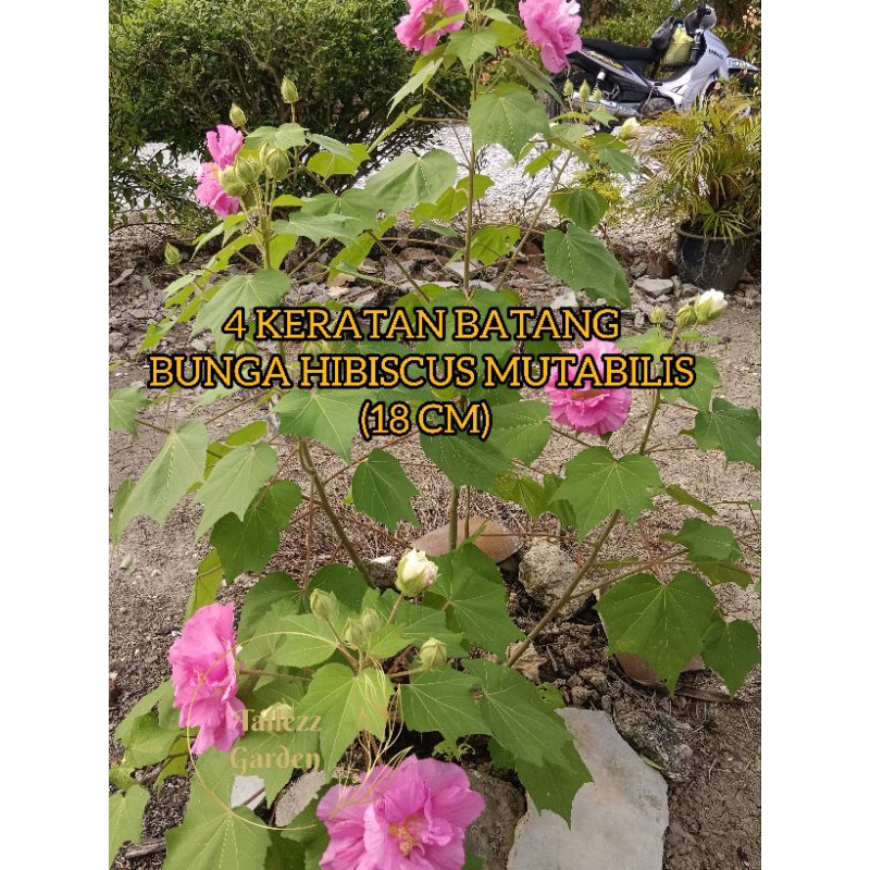 4 KERATAN BATANG HIBISCUS MUTABILIS/BUNGA PUKUL BINI (18CM) | Shopee ...
