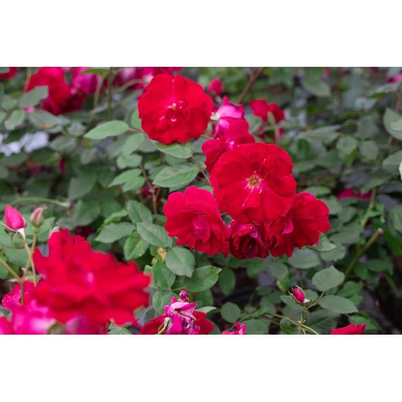 Climber Ros . wangi ID Valentine English Rose (grafted) | Shopee Malaysia