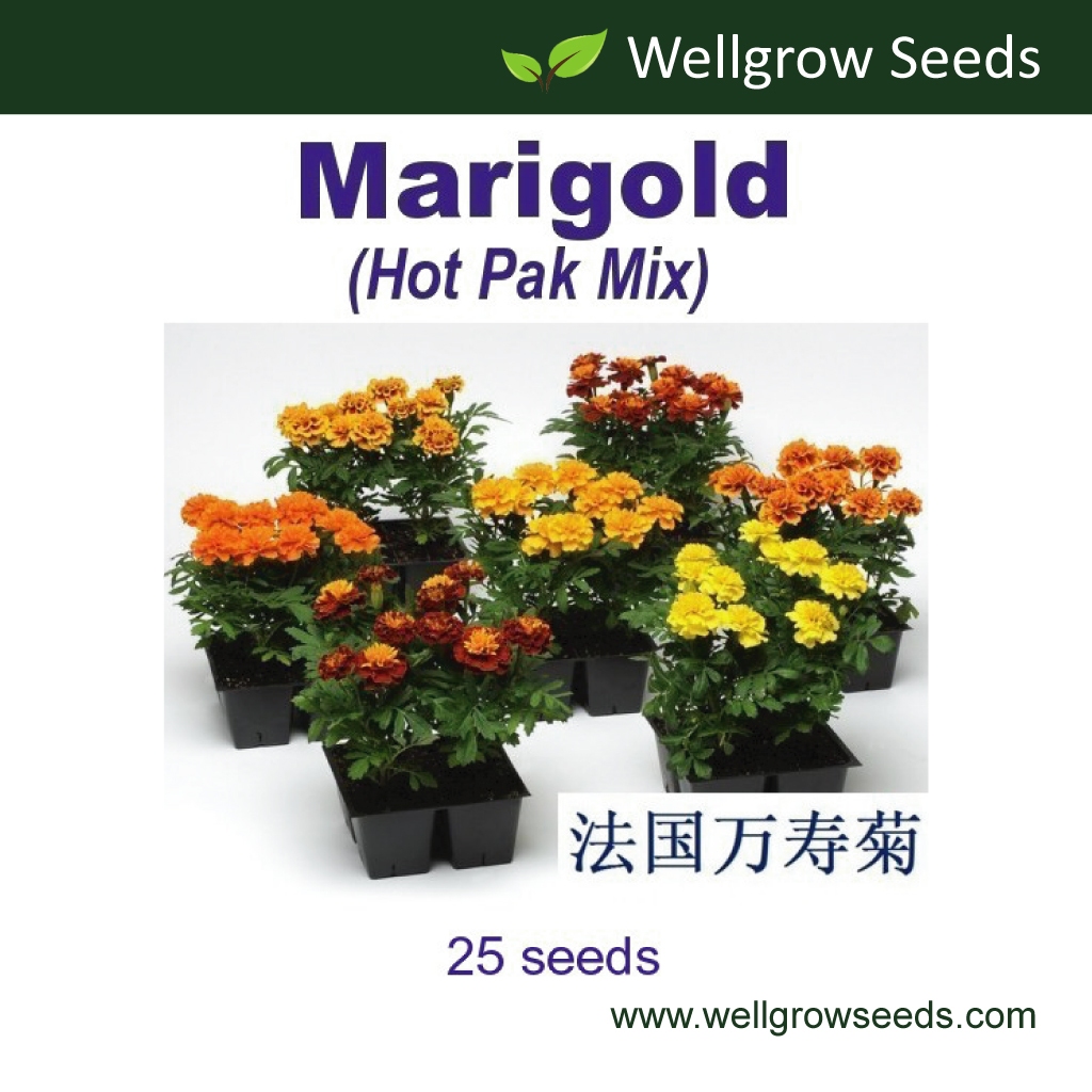 French Marigold Hot Pak Mix (25 seeds) 法国万寿菊：热点系列 (混色) Biji Benih Bunga ...