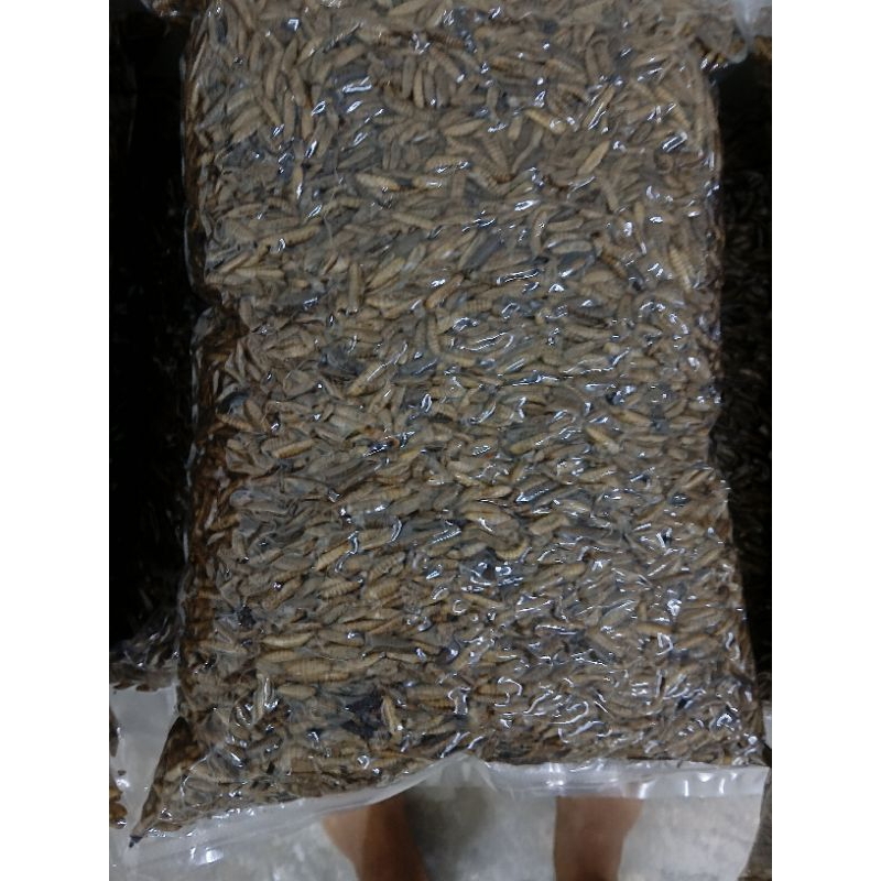 Dried Black soldier fly larva/BSFL | Shopee Malaysia