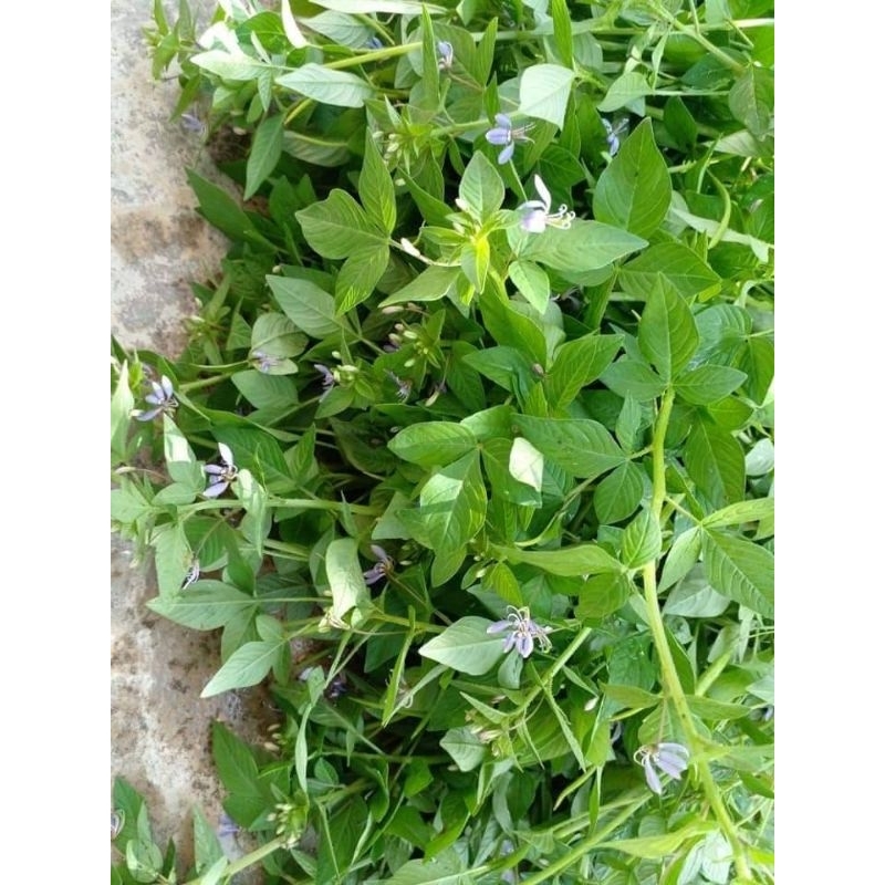 Maman Pasir Organik (100g) | Shopee Malaysia