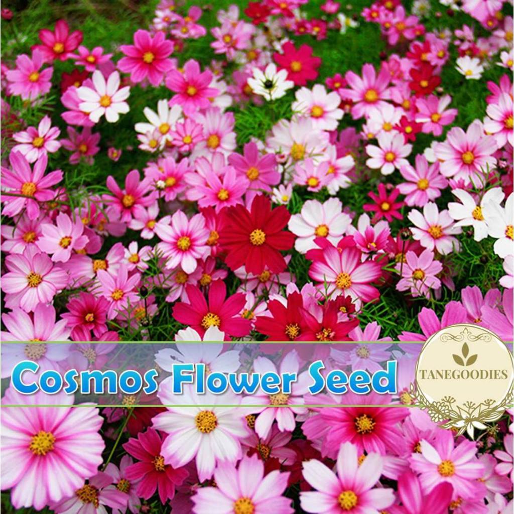 25pcs Seed Cosmos Bipinnatus Sea shell Mix Radiance Flower Biji Benih ...