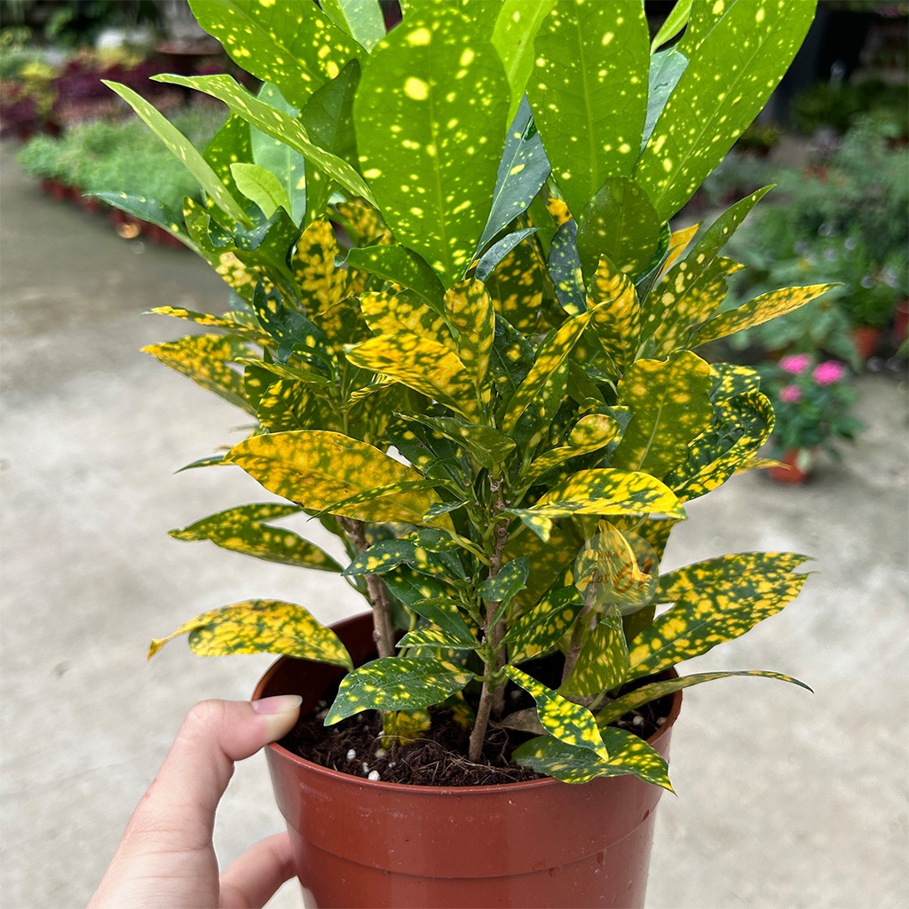 [Paling Horticulture Sdn Bhd] Pokok Puding Kuning | Codiaeum Yellow ...